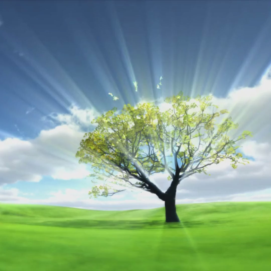 The Tree of Life – White Stone New Name